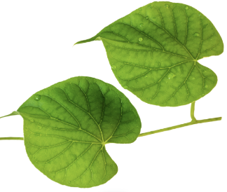 Giloy – imunita & vitalita | Výběr bylin | Planet Ayurveda