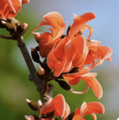 Palaash – paraziti & trávení | Výběr bylin | Planet Ayurveda