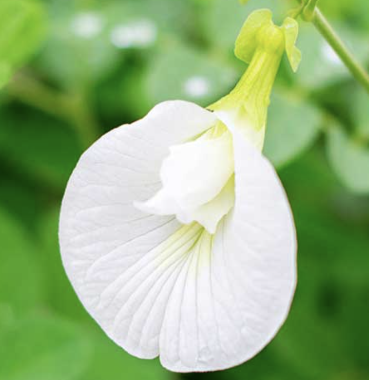 Shankhpushpi – paměť & stres | Výběr bylin | Planet Ayurveda