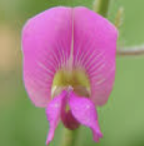 Sharpunkha – játra & slezina | Byliny | Planet Ayurveda